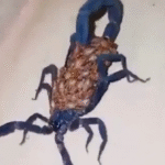 (Video) Alacrán gigante de color azul sorprende en Coahuila - La Nota Roja